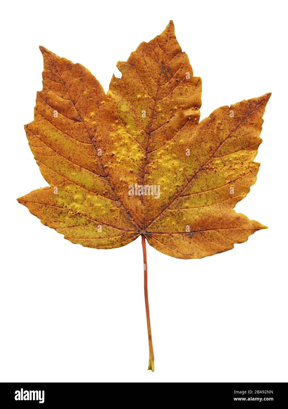 Autumn leaf of maple tree isolated on white Stock Photo - Alamy