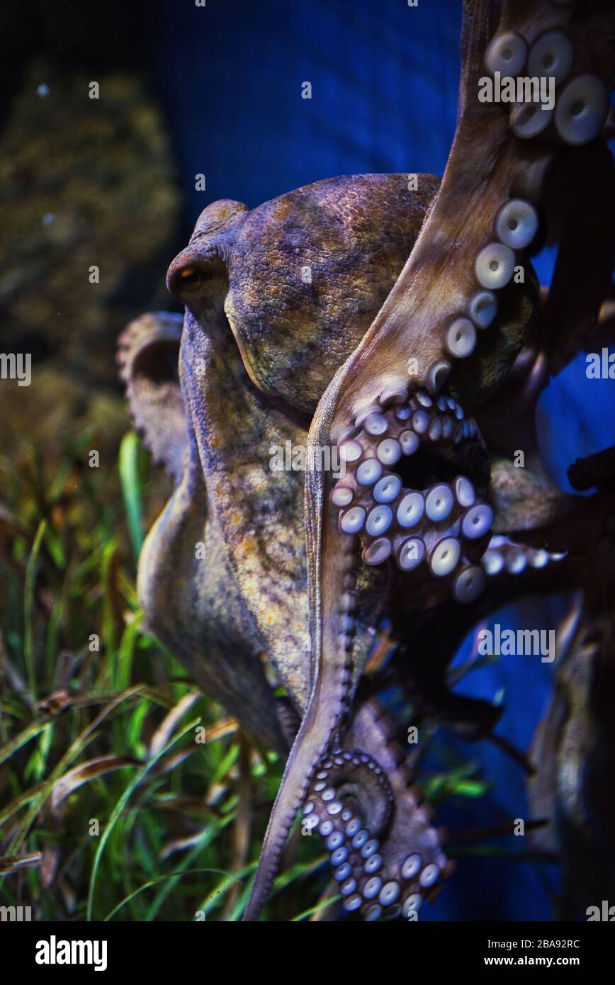 Octopus, aquarium, Spain, Barcelona Stock Photo - Alamy