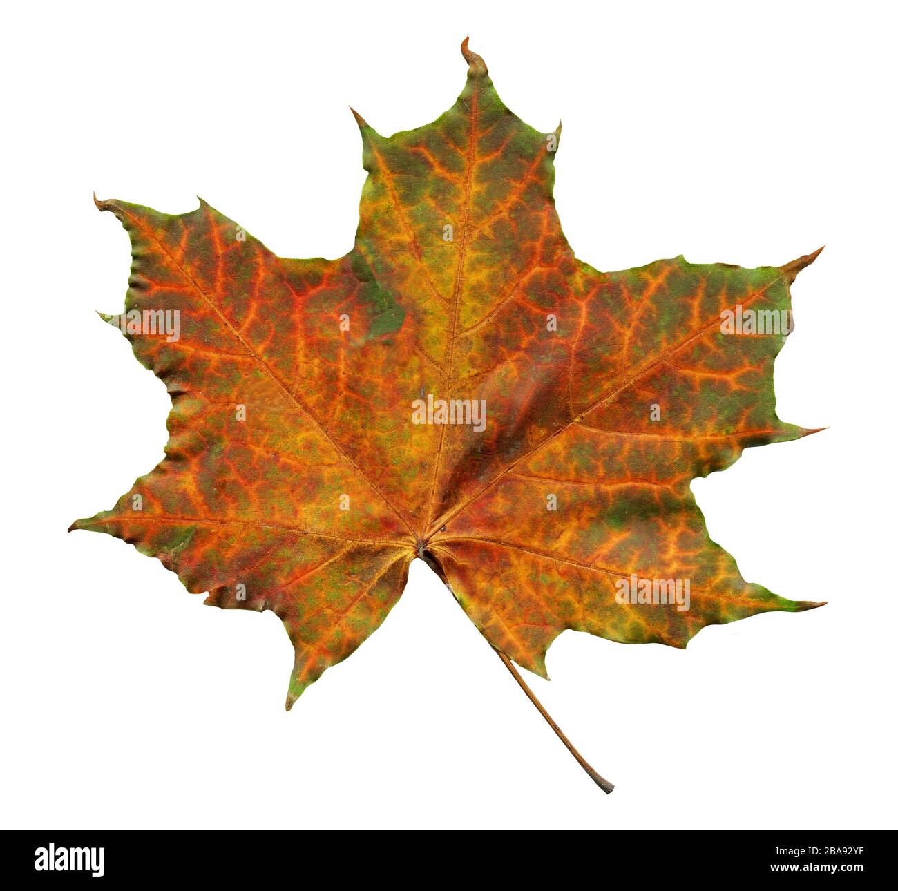 Autumn leaf of maple tree isolated on white. Maple leaf isolated on ...