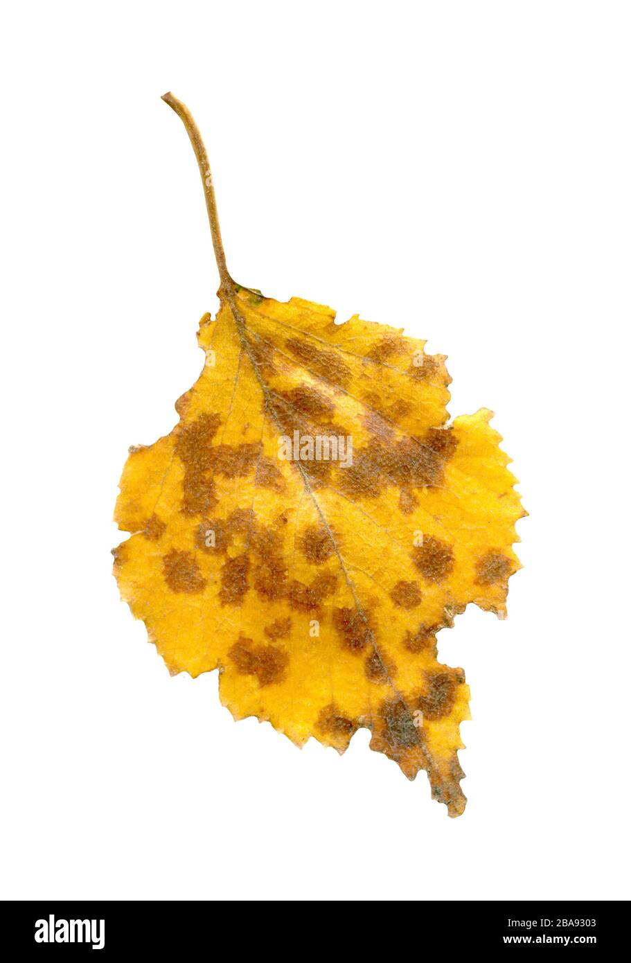 Birch tree leaf on white background. Dried birch tree leaf isolated ...