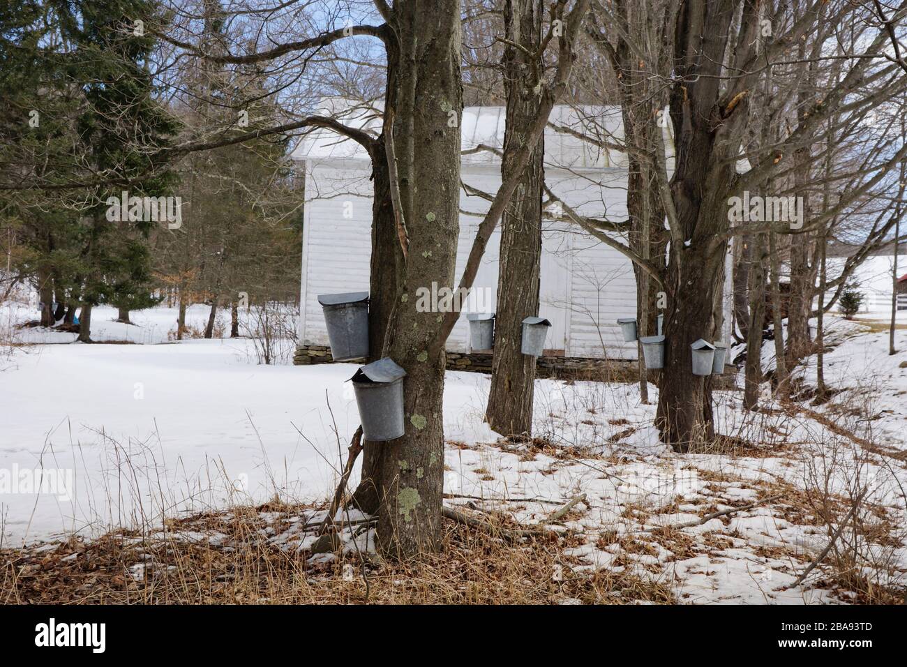 Maple juice collection in upstate New York Stock Photo - Alamy