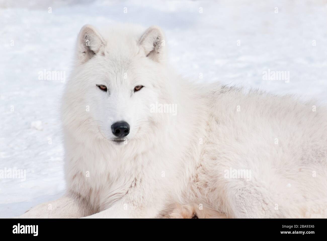 Wild polar wolf is looking into the camera. Arctic wolf or white wolf ...