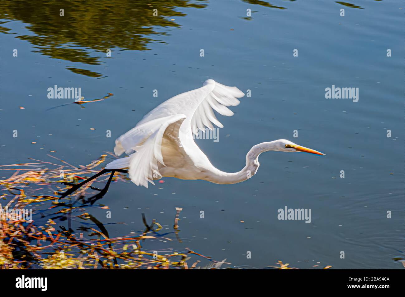 Great White Egret In Flight Stock Photo - Alamy