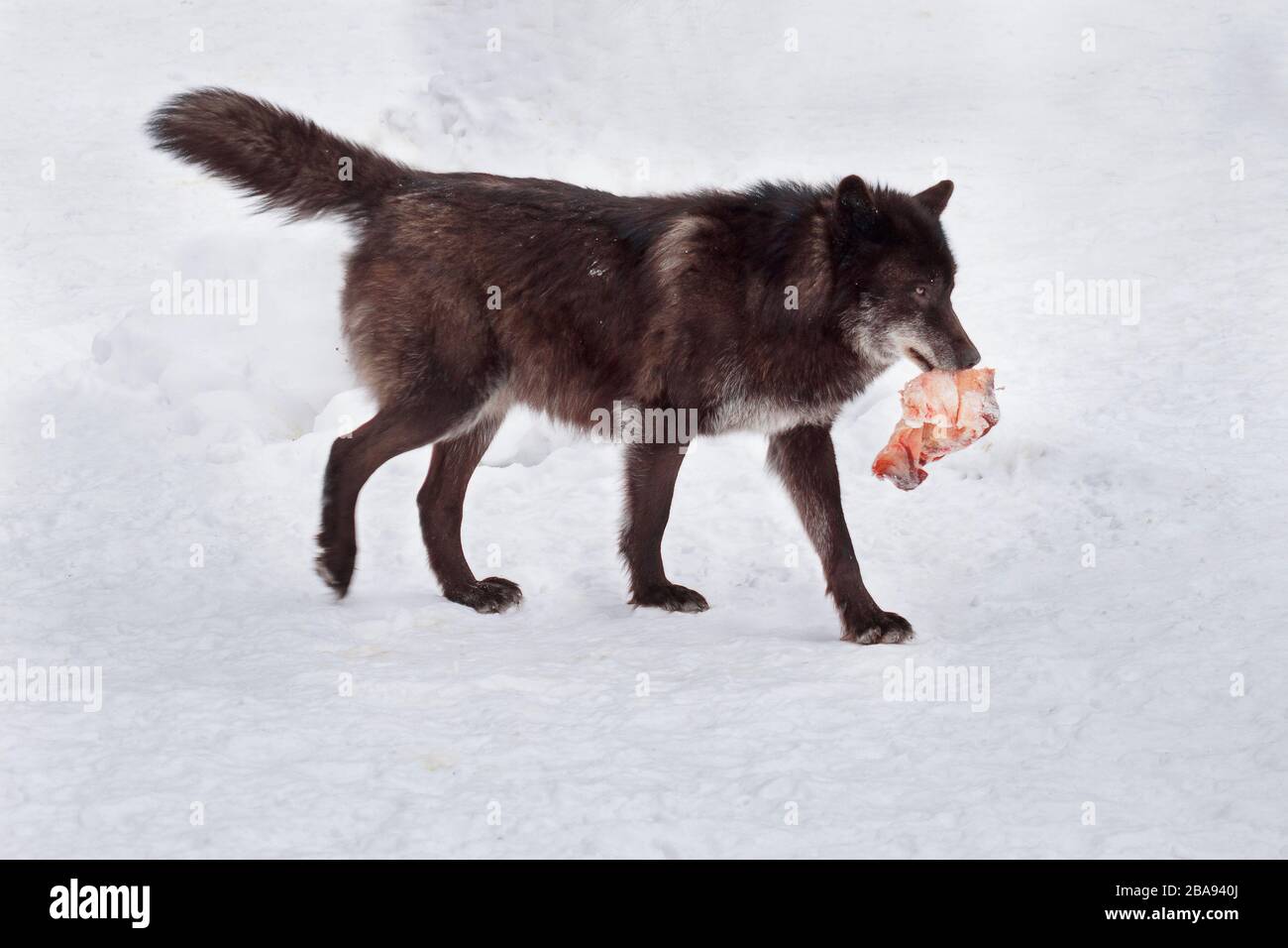 Wild black canadian wolf with a piece of meat. Animals in wildlife ...