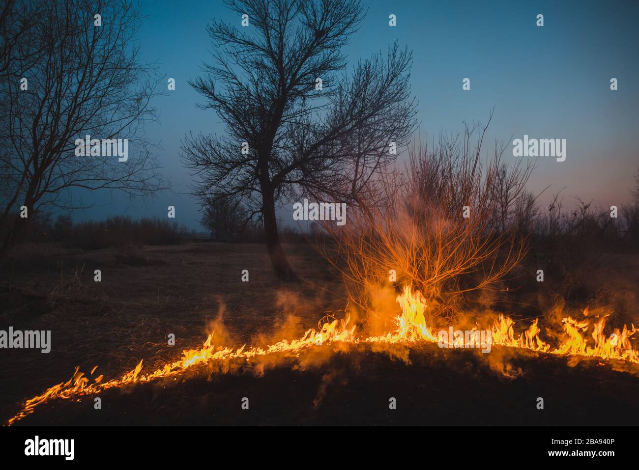 Forest fire ashes Stock Photo - Alamy