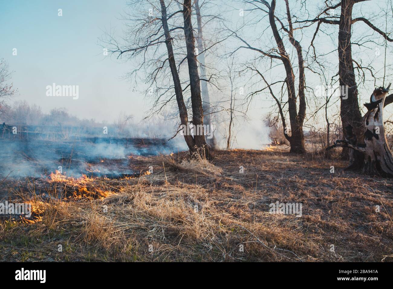 Forest fire ashes Stock Photo - Alamy