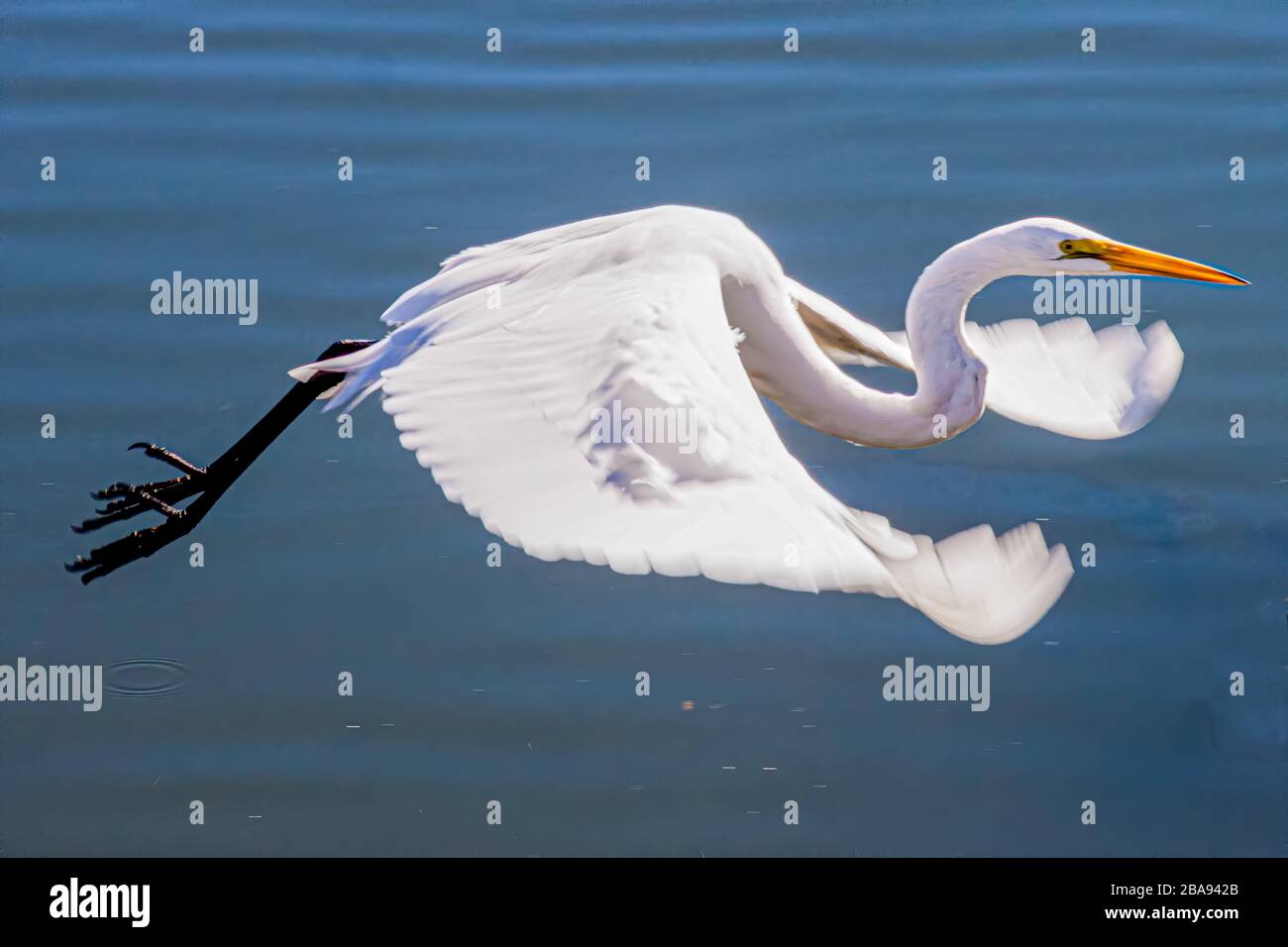 Great white egret in flight hi-res stock photography and images - Alamy