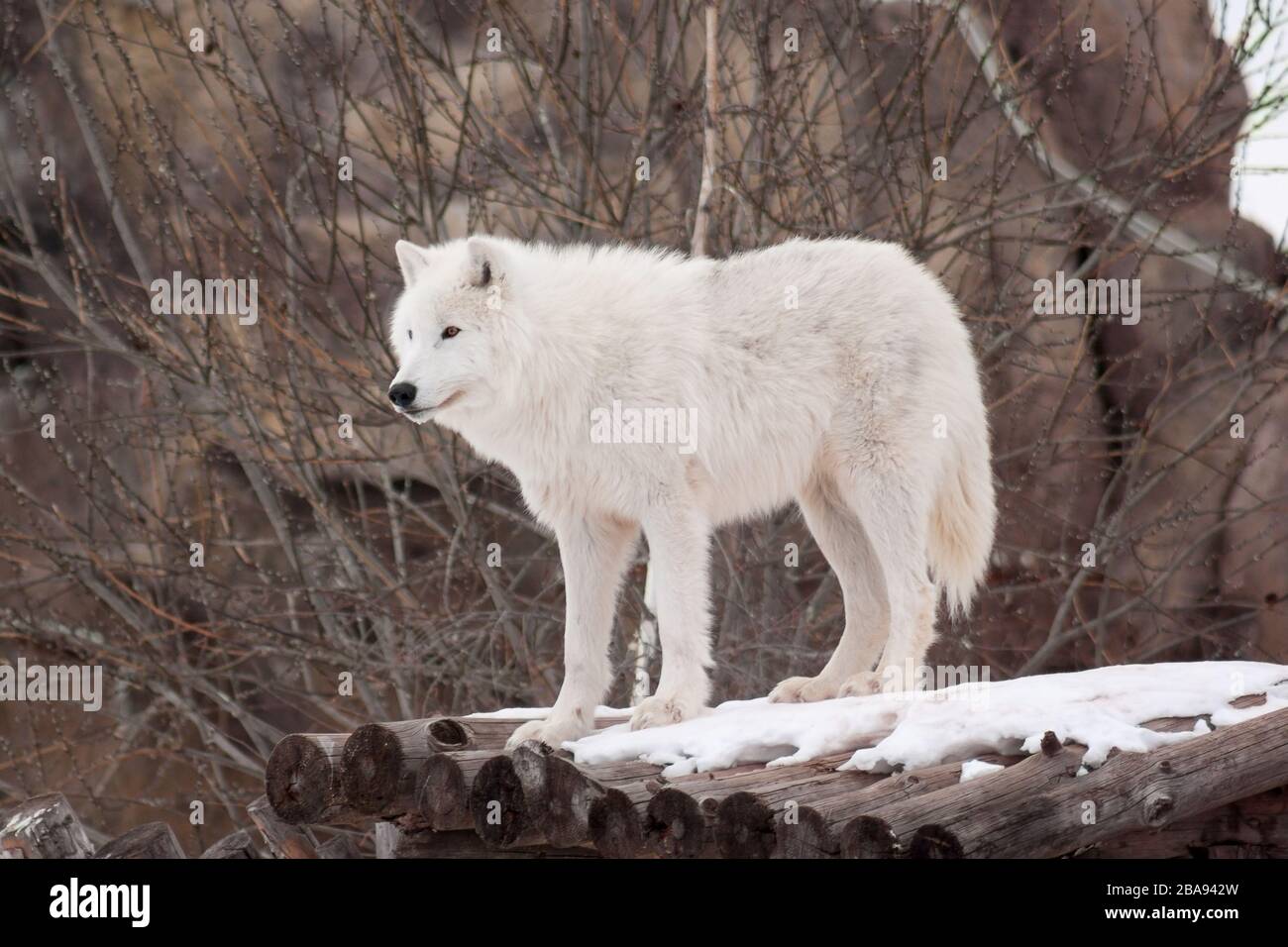 Wild arctic wolf is standing on wooden logs. Animals in wildlife. Polar ...
