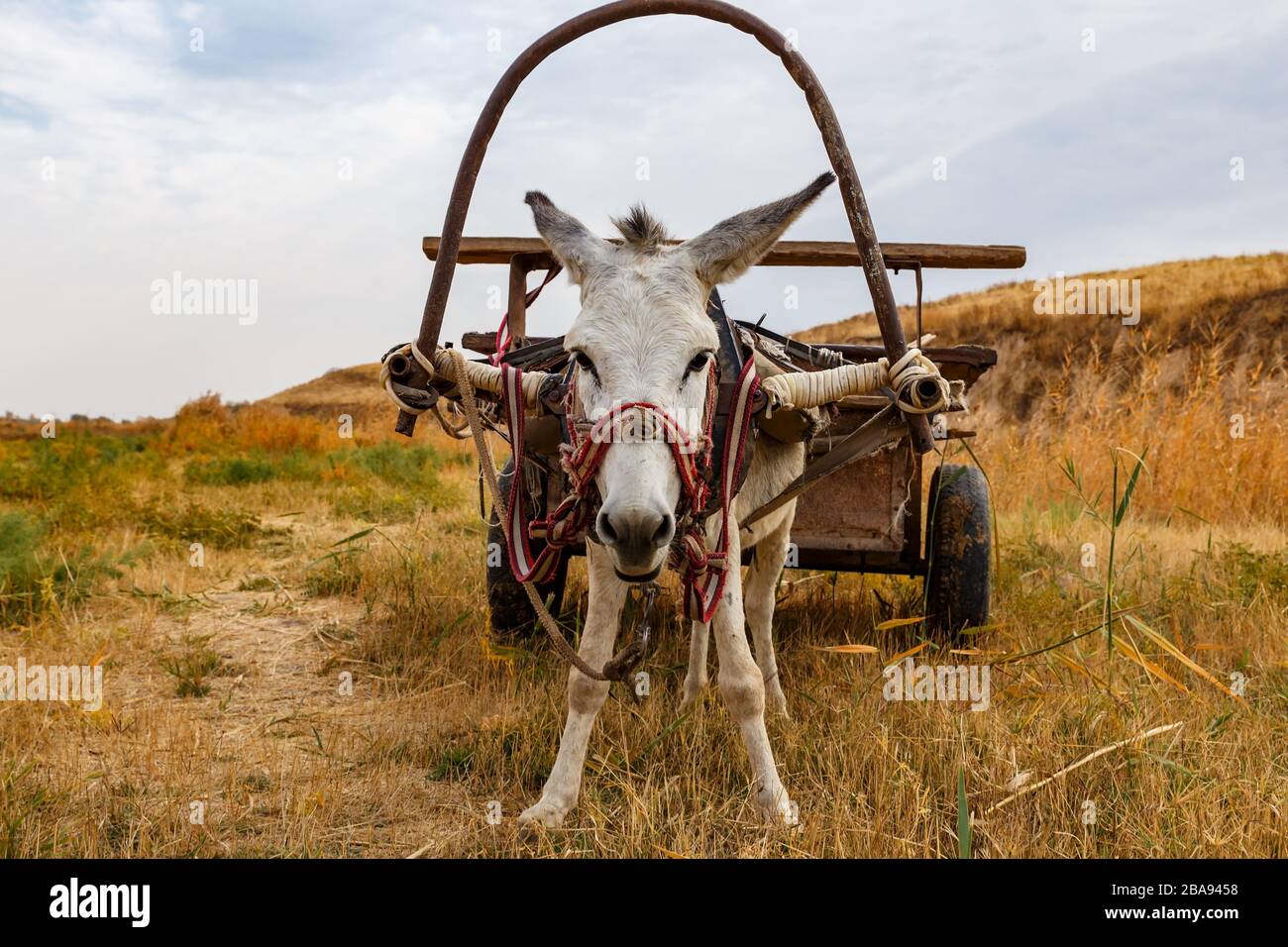 A cart-drawn donkey stands in a pasture and looks at the camera Stock ...
