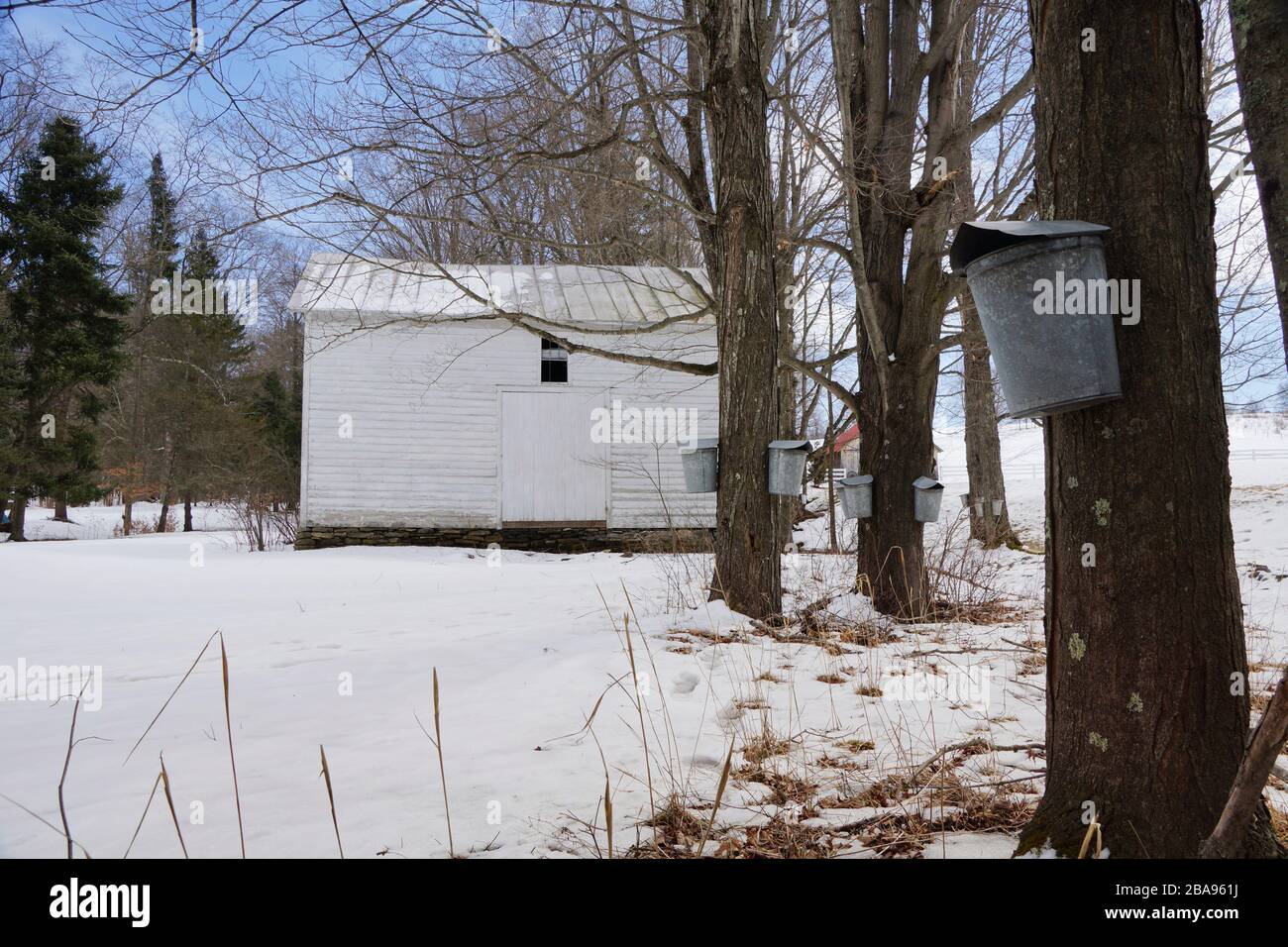 Maple juice collection in upstate New York Stock Photo - Alamy