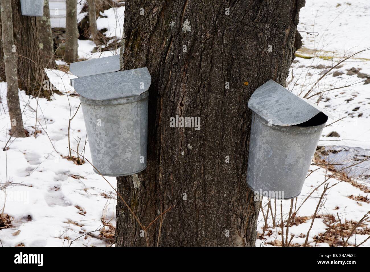 Maple juice collection in upstate New York Stock Photo - Alamy