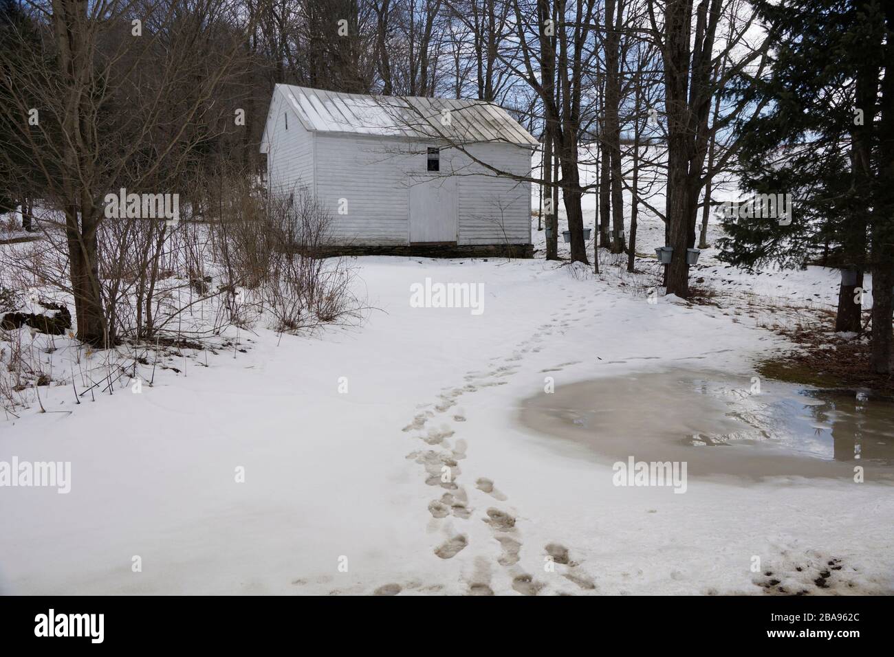 Maple juice collection in upstate New York Stock Photo - Alamy