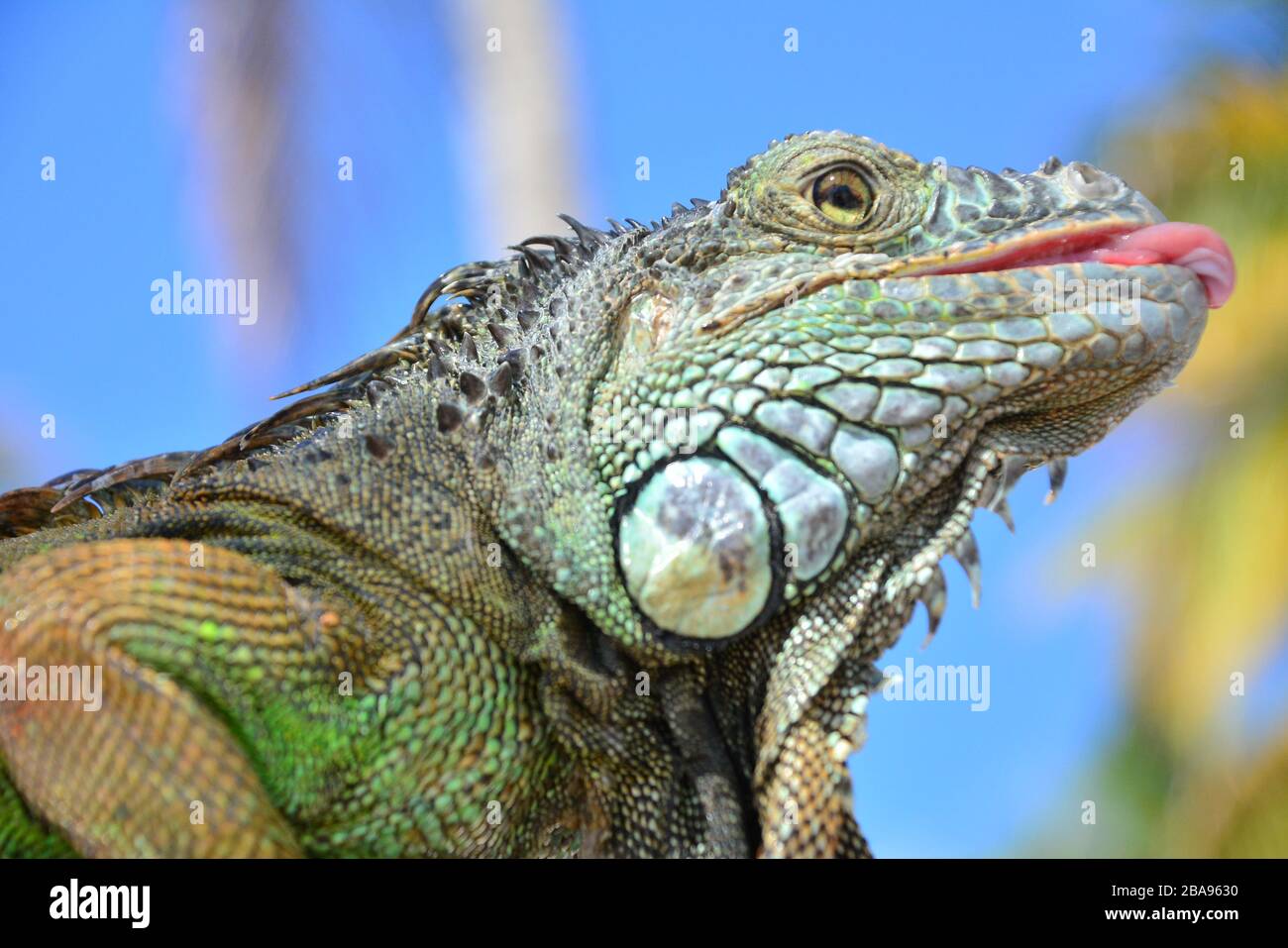 Green Iguana Close up Stock Photo - Alamy
