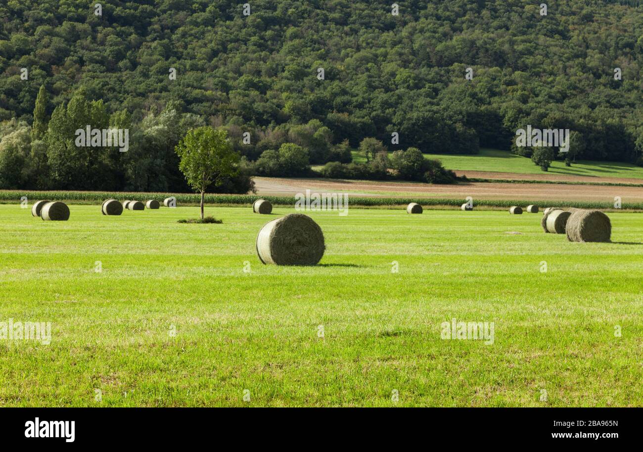 Field to woods hi-res stock photography and images - Alamy