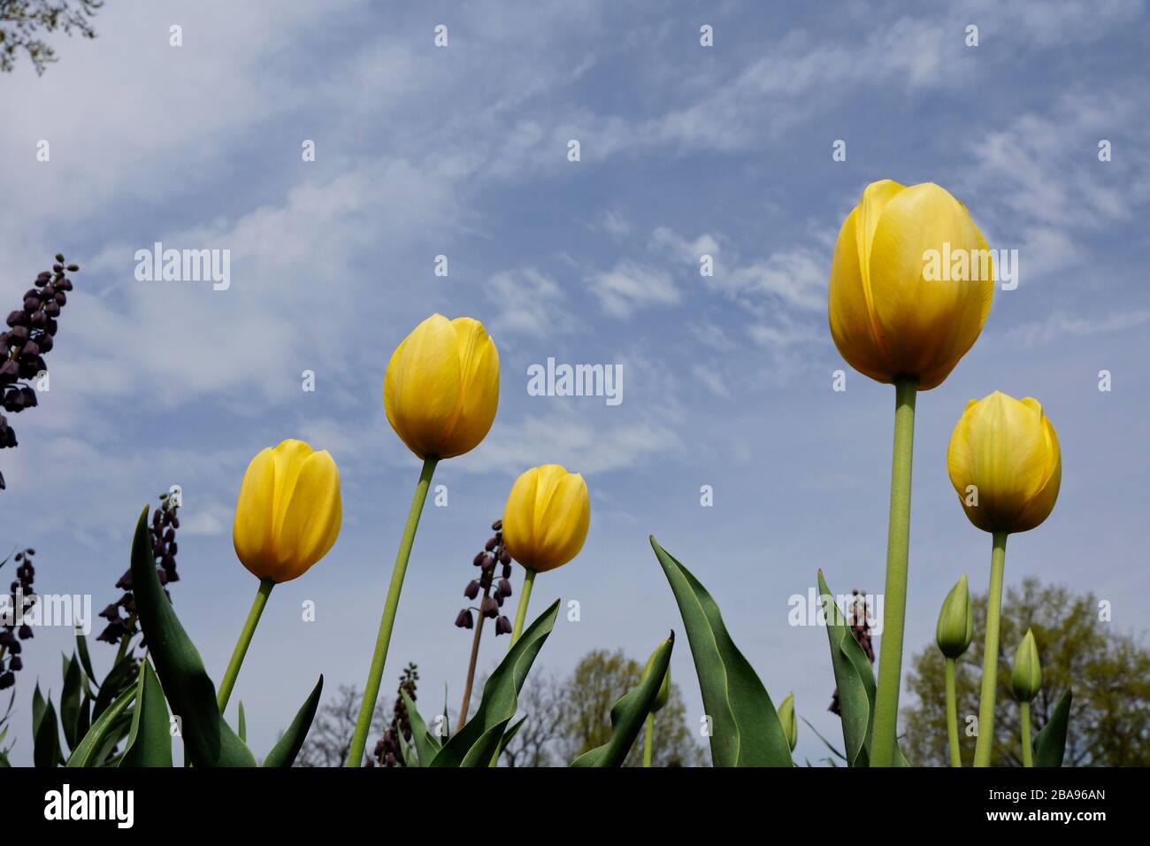 Tulip field half flower hi-res stock photography and images - Alamy