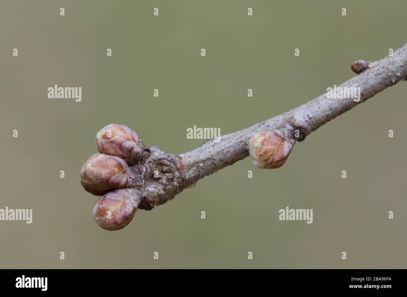 Post Oak, Quercus stellata, buds Stock Photo - Alamy