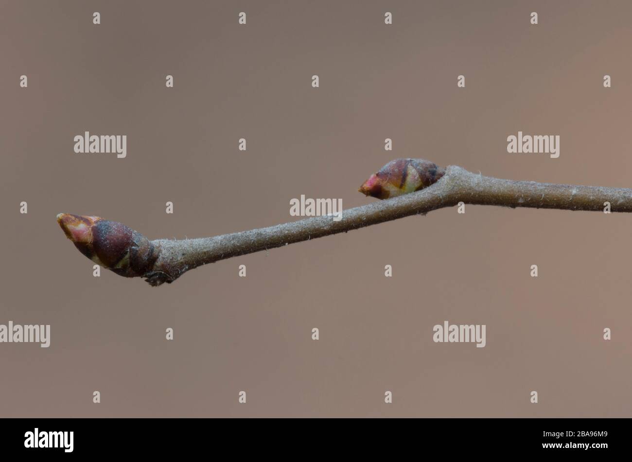 Slippery elm hi-res stock photography and images - Alamy