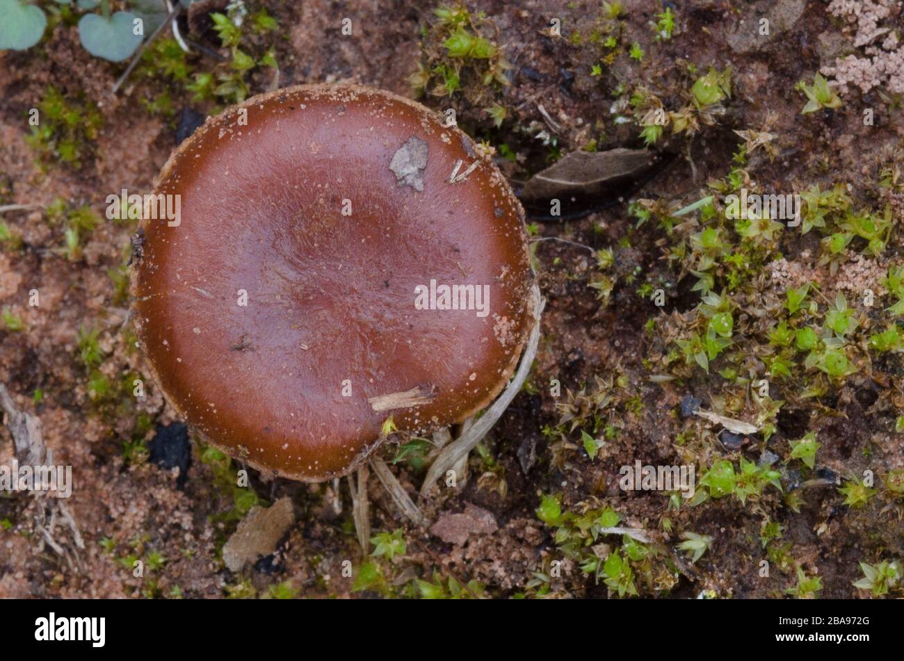 Mushroom, Pholiota sp Stock Photo - Alamy
