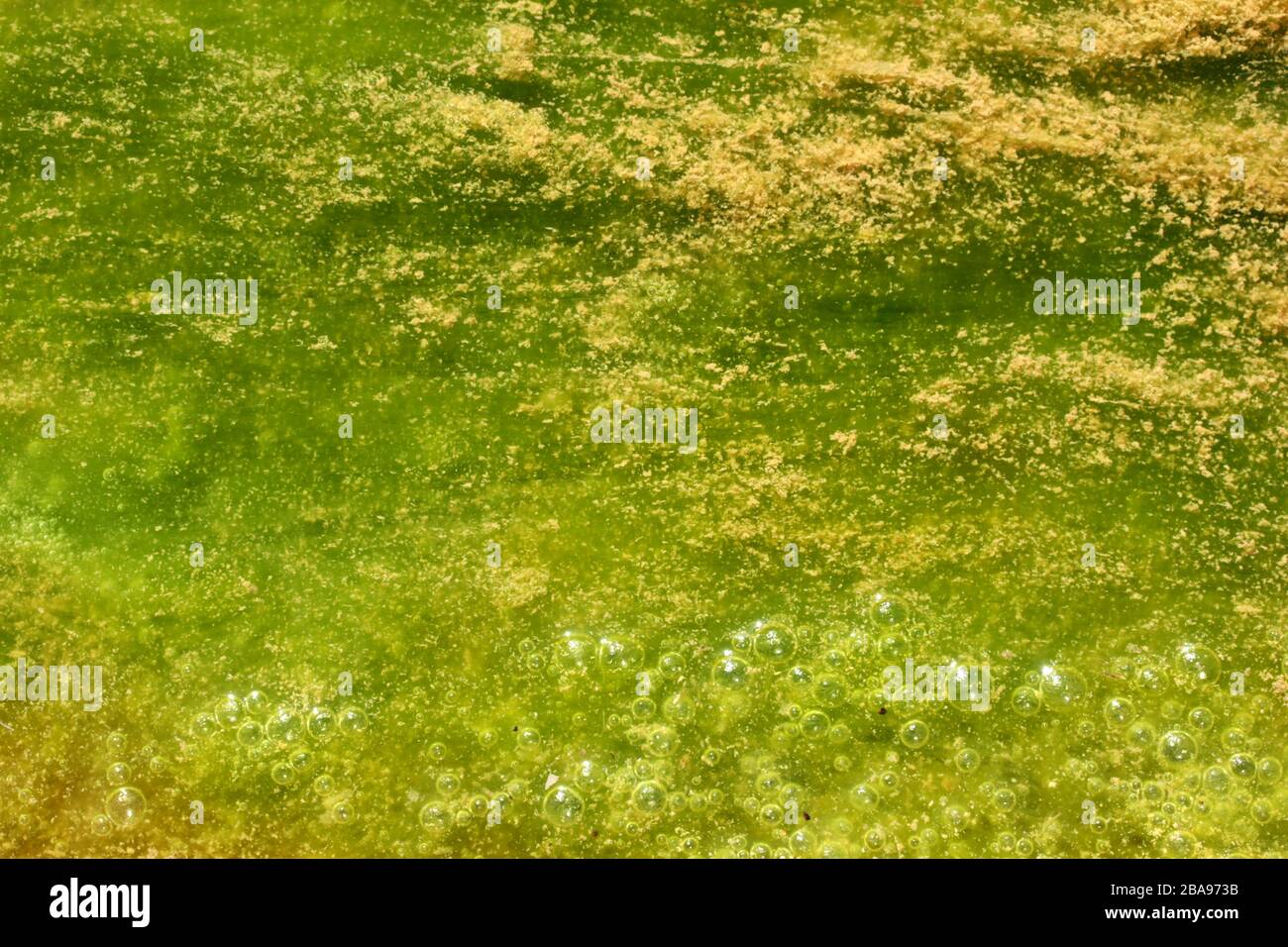 Green and yellow colors. Polluted water with algae Stock Photo - Alamy