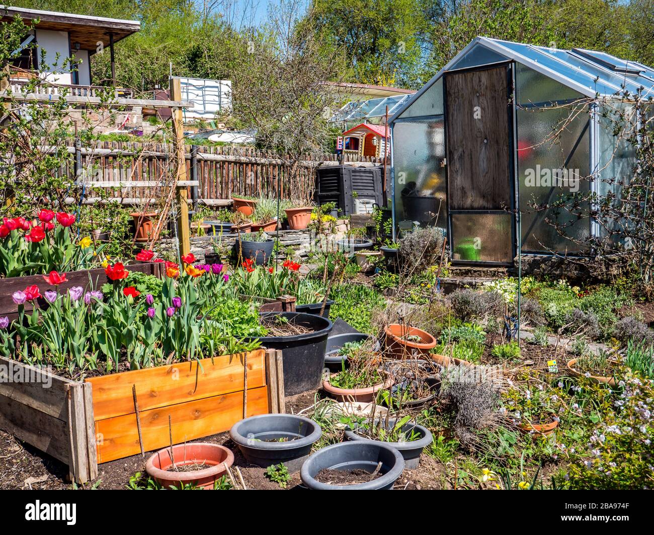 Allotment blooms in spring Stock Photo - Alamy