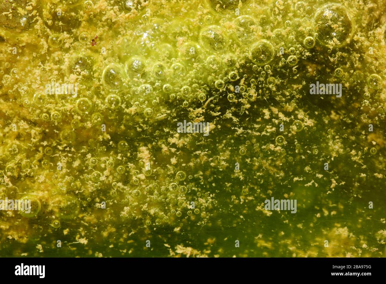 Green and yellow colors. Polluted water with algae Stock Photo - Alamy