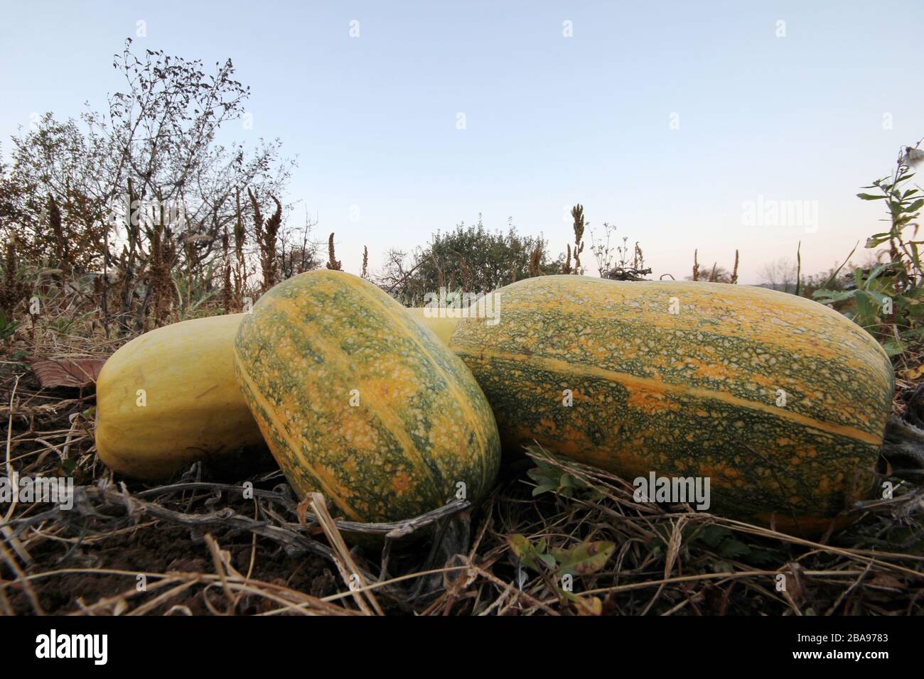 Growing Fresh squash vegetable in garden Stock Photo - Alamy