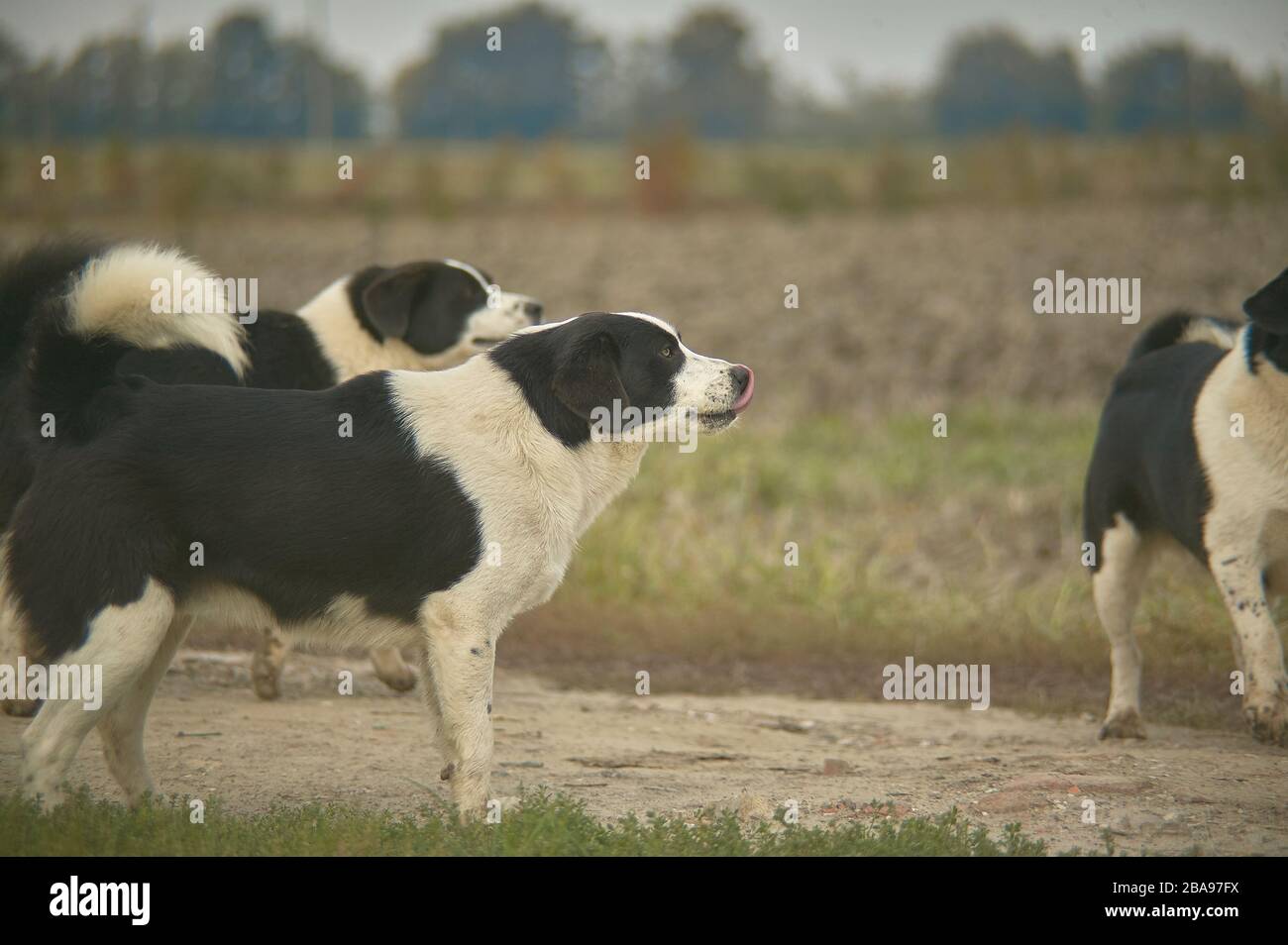 Group of wild dogs Stock Photo - Alamy