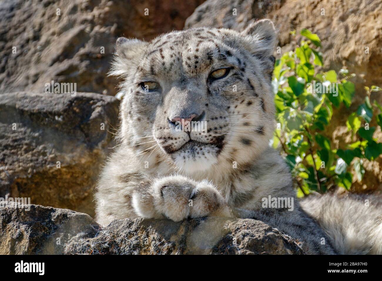 Snow leopard head shot hi-res stock photography and images - Alamy