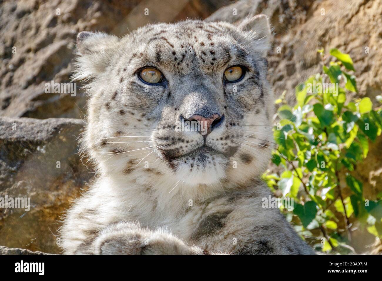 Leopard laying hi-res stock photography and images - Alamy