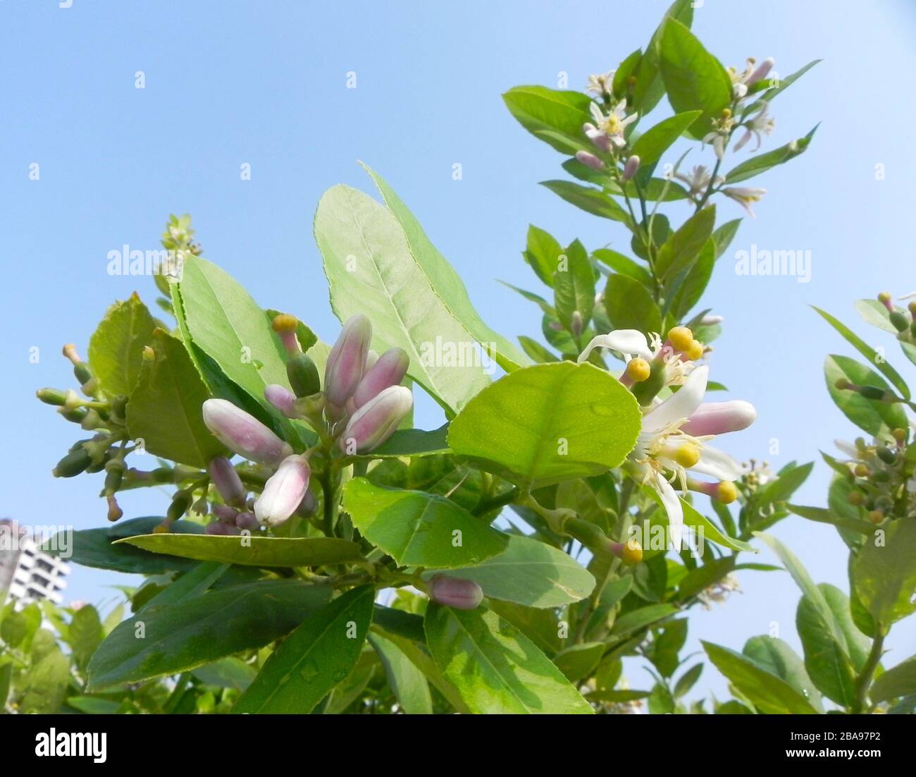 Lemon Plant/Tree in Pot with Small Lemons and Flowers, Terrace ...