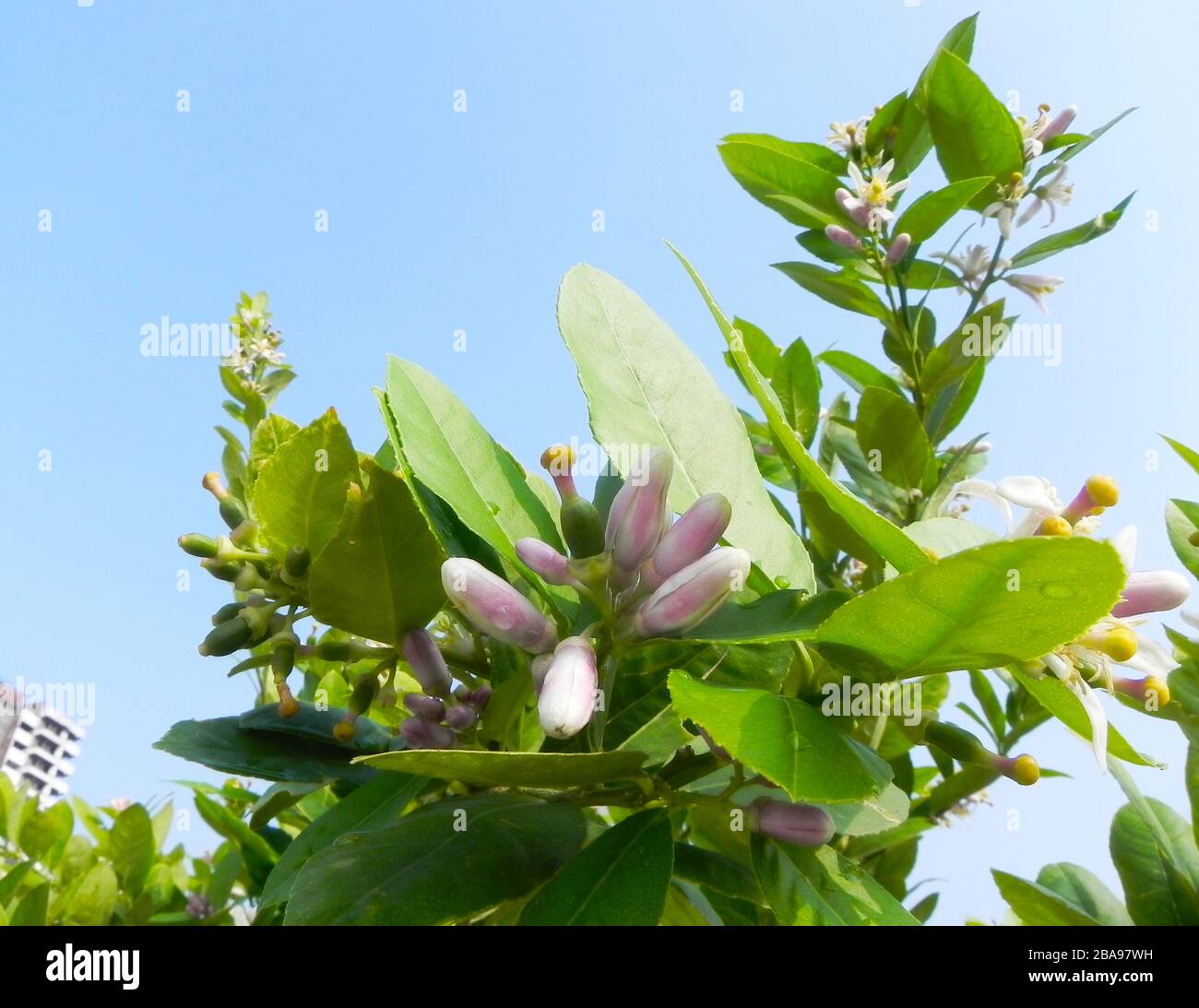 Small lemon tree hi-res stock photography and images - Alamy