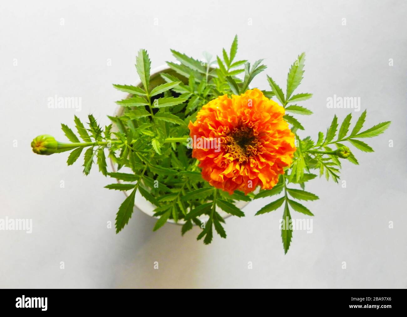 Terrace Gardening - Marigold Plant and Flower on Pot Closeup Stock ...