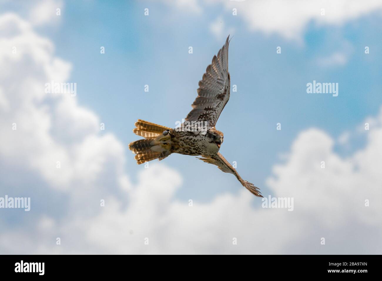 bird of prey flying Stock Photo - Alamy