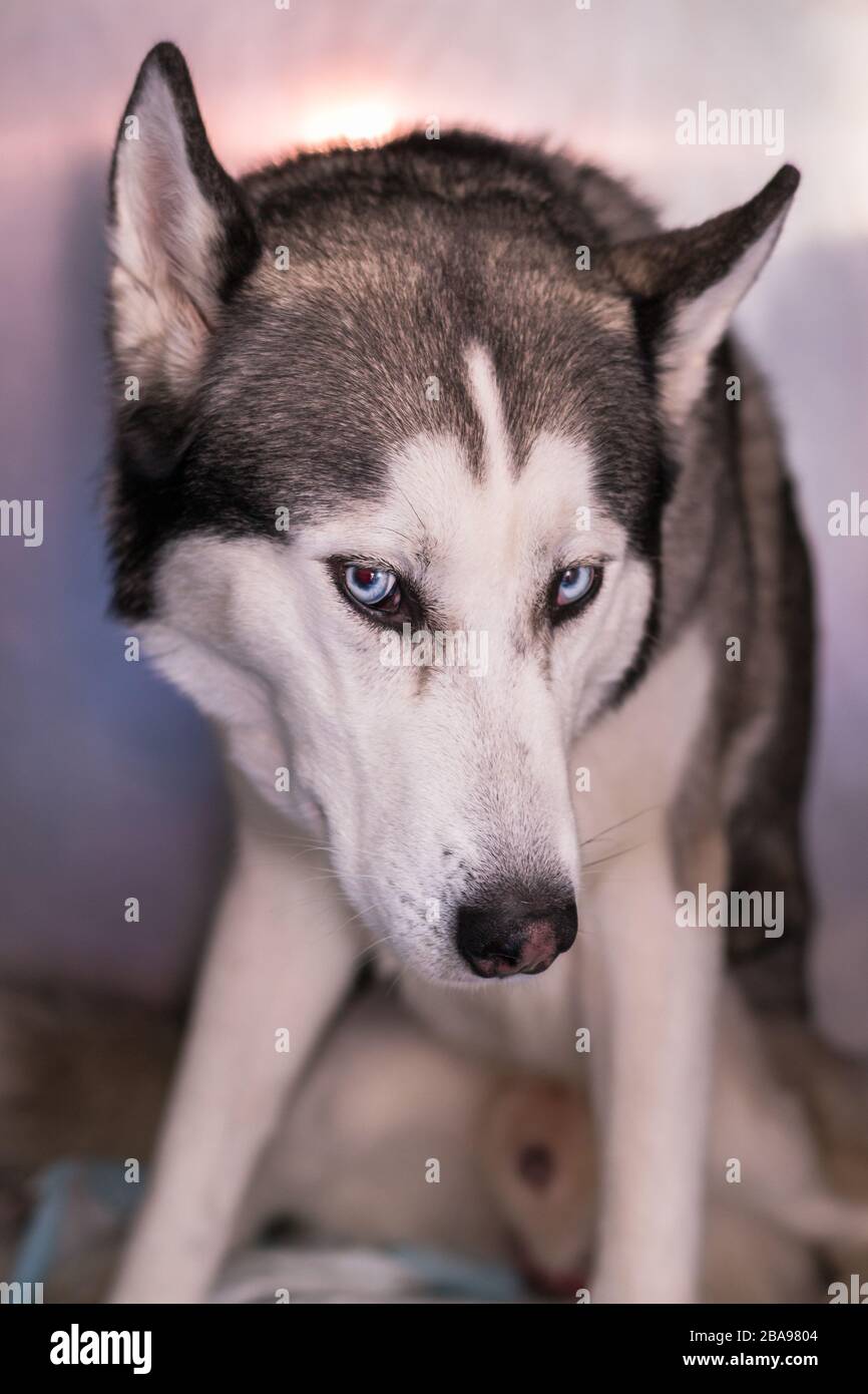 Syberian Husky in metallic cage at the veterinary clinic Stock Photo ...