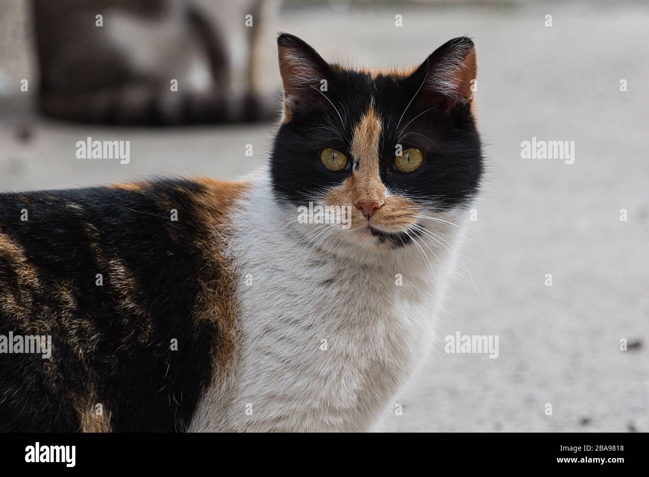 Headshot of a three color stray cat, close-up photo of a cute female ...