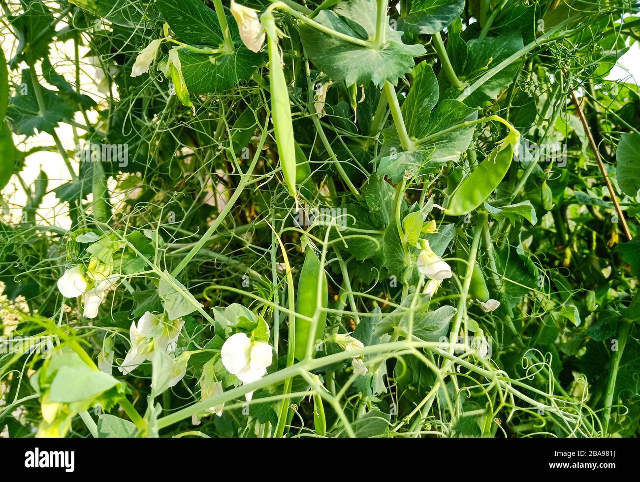 Urban vegetable farming hi-res stock photography and images - Alamy