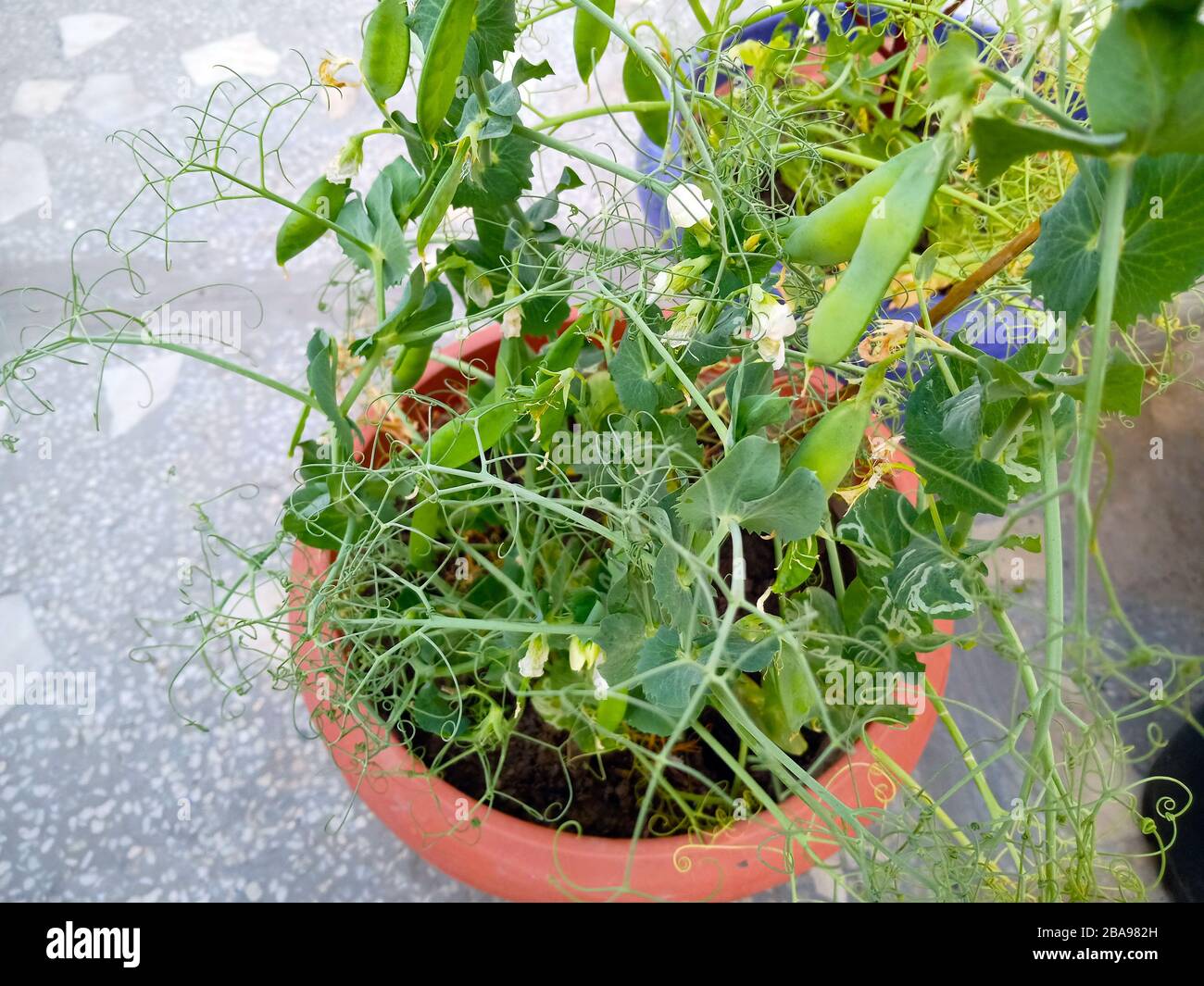 Pea Plant in a Pot with Pod, Organic Farming at Terrace, Gardening on ...