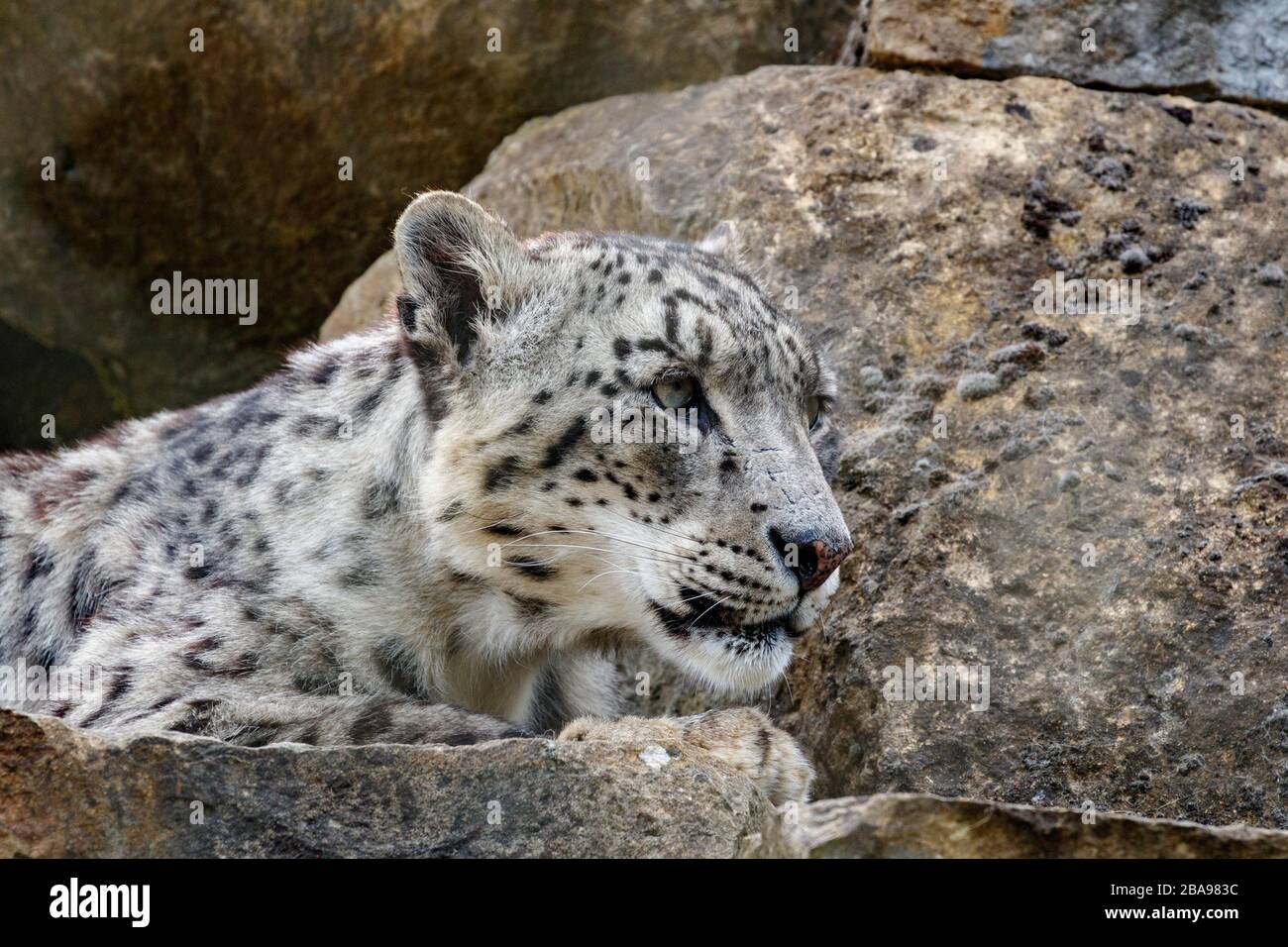 Leopard Head Shot High Resolution Stock Photography and Images - Alamy