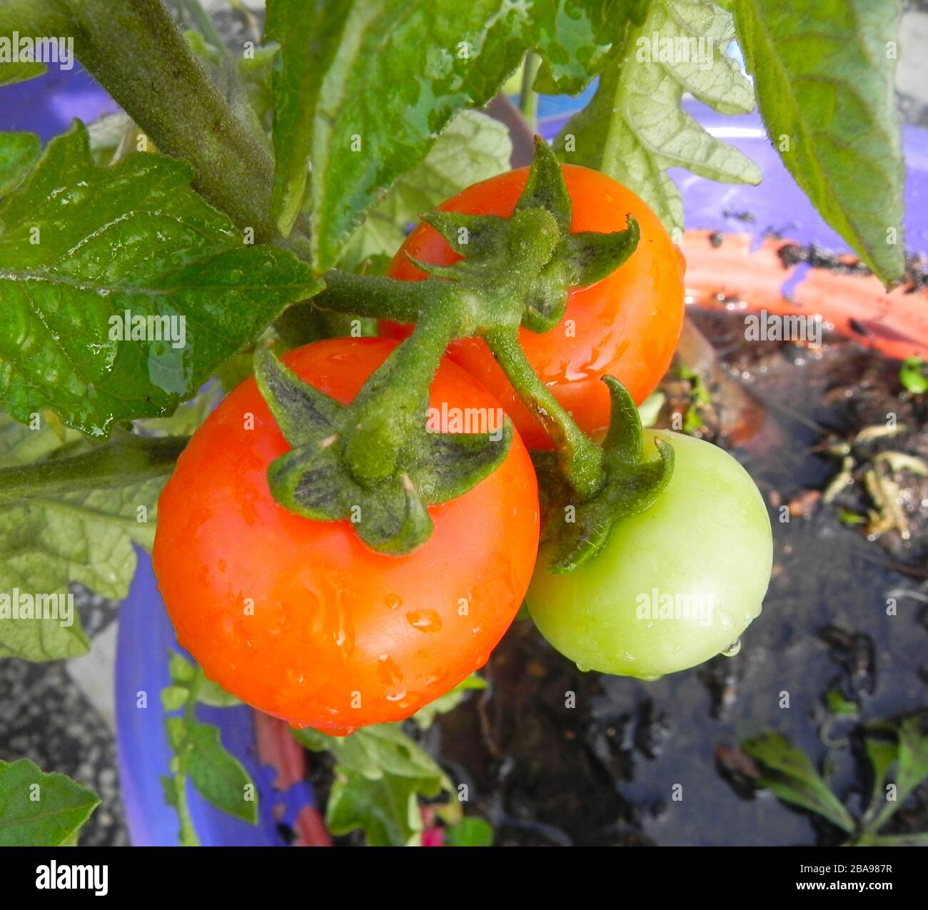 Beautiful fresh tomato bunch growing on a pot. Terrace Gardening Stock ...