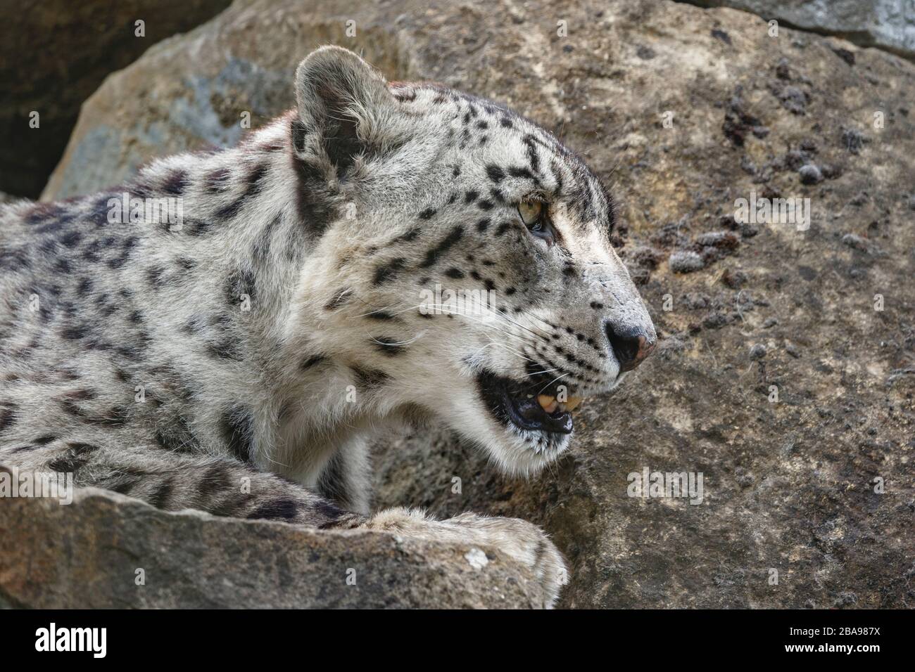 Large beautiful leopard hi-res stock photography and images - Alamy