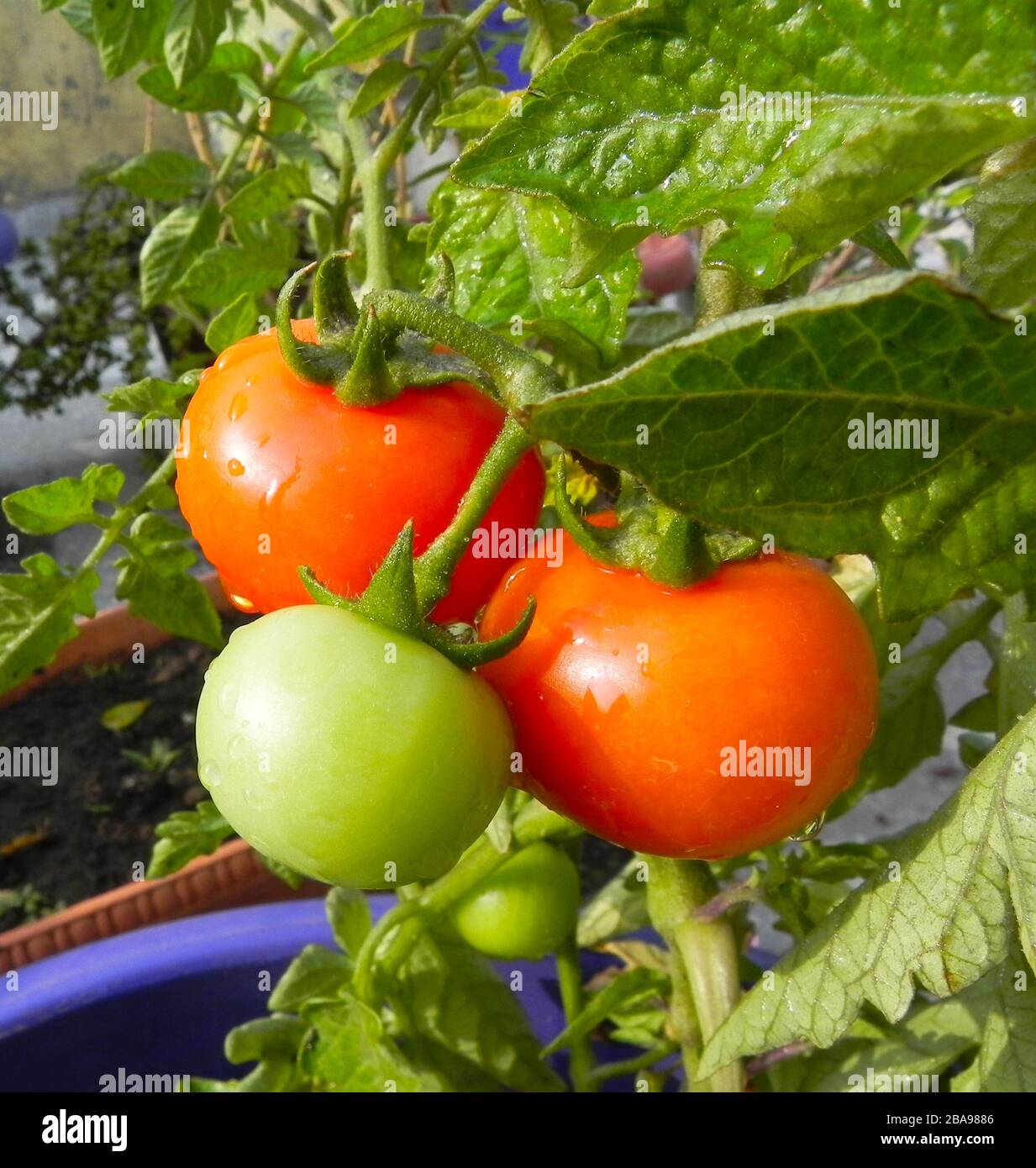 Beautiful Tomato Garden