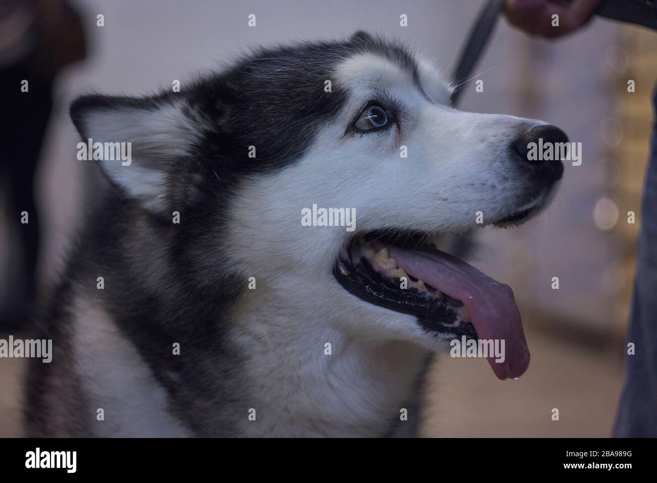 Aski hi-res stock photography and images - Alamy