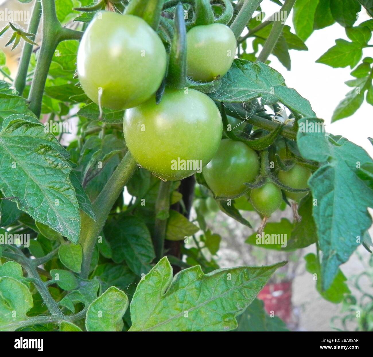 Beautiful fresh tomato bunch growing on a pot. Terrace Gardening Stock ...