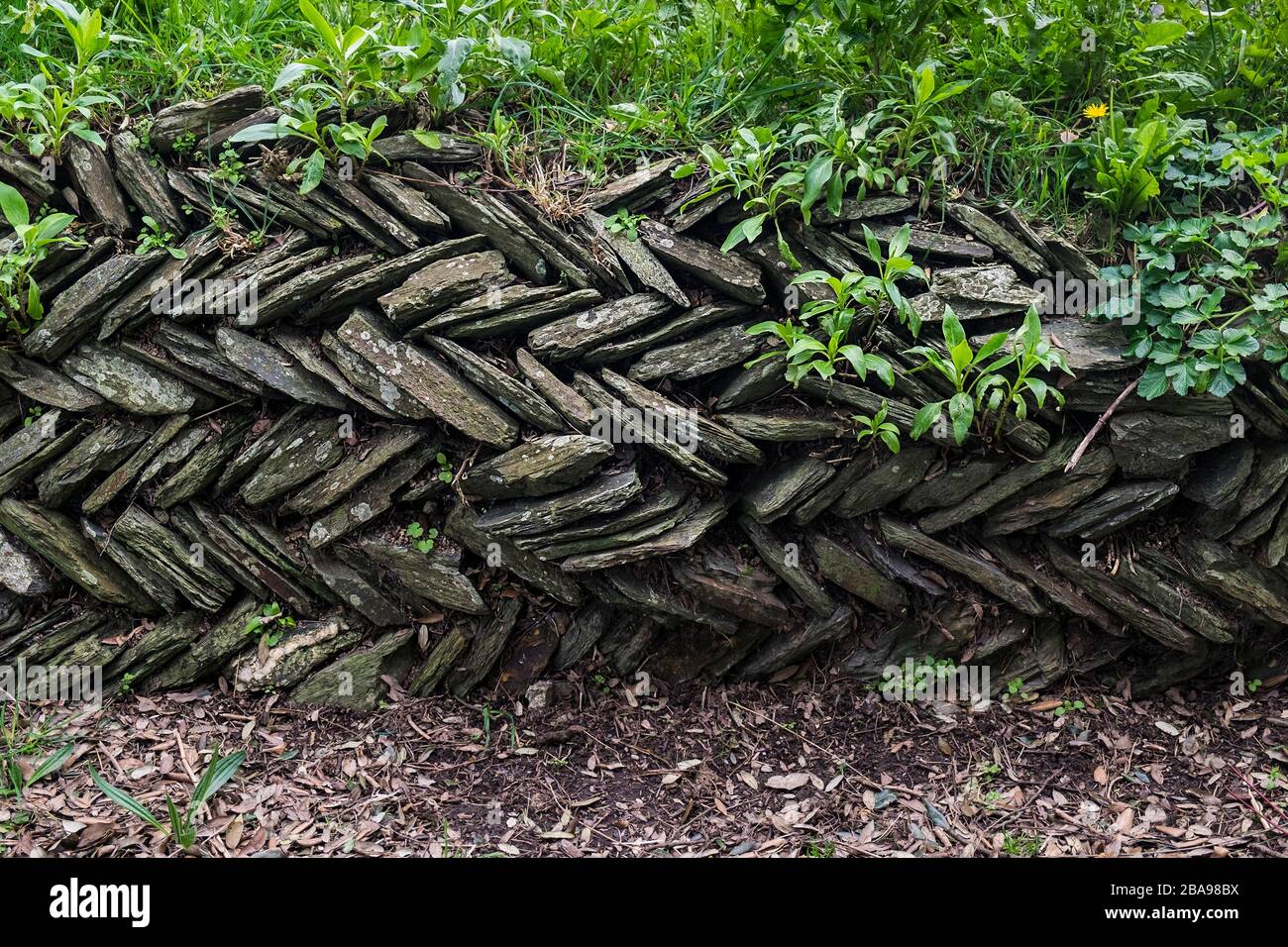 A traditional Cornish hedge in Newquay in Cornwall Stock Photo - Alamy