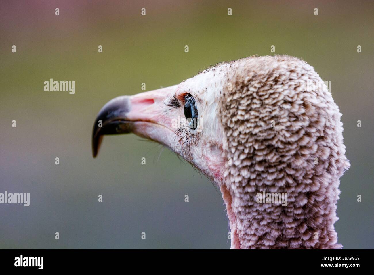 Vulture eye hi-res stock photography and images - Alamy