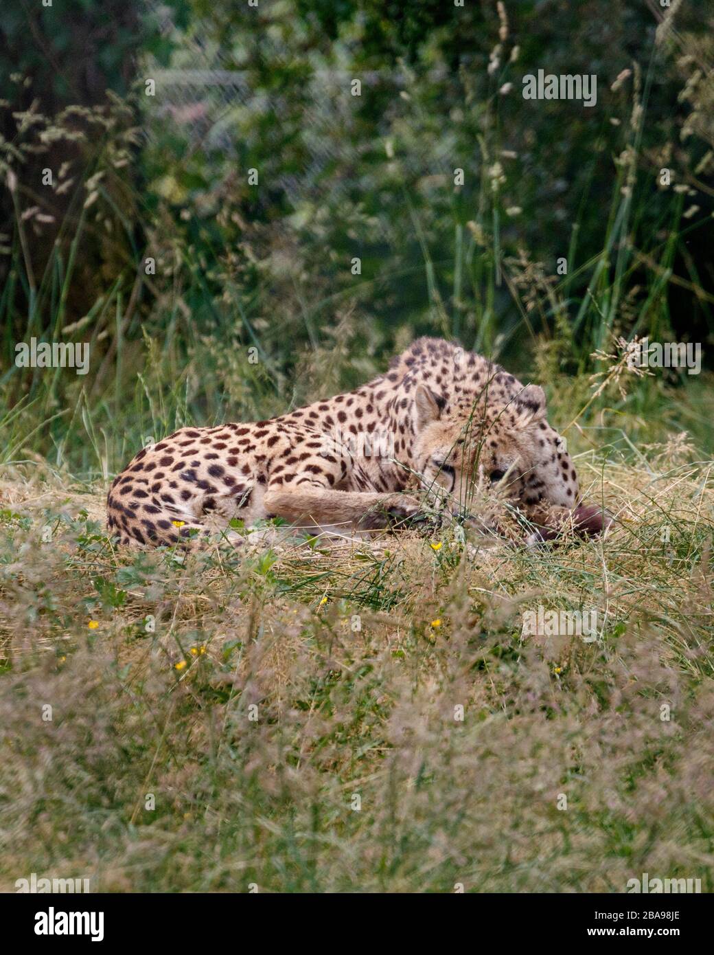 cheetah laying down in grass Stock Photo - Alamy