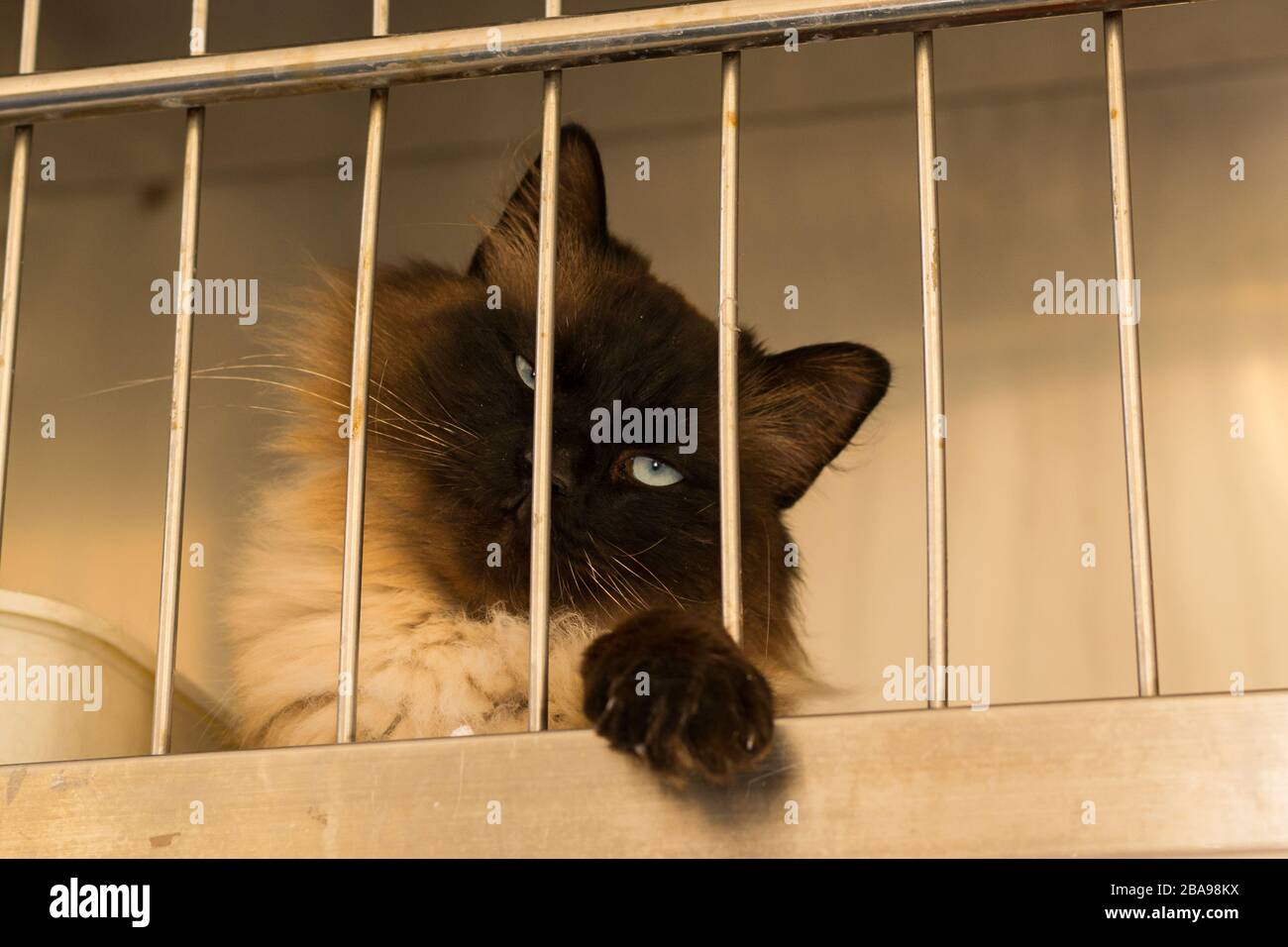 beautiful cat in metallic cage at the veterinary clinic Stock Photo - Alamy
