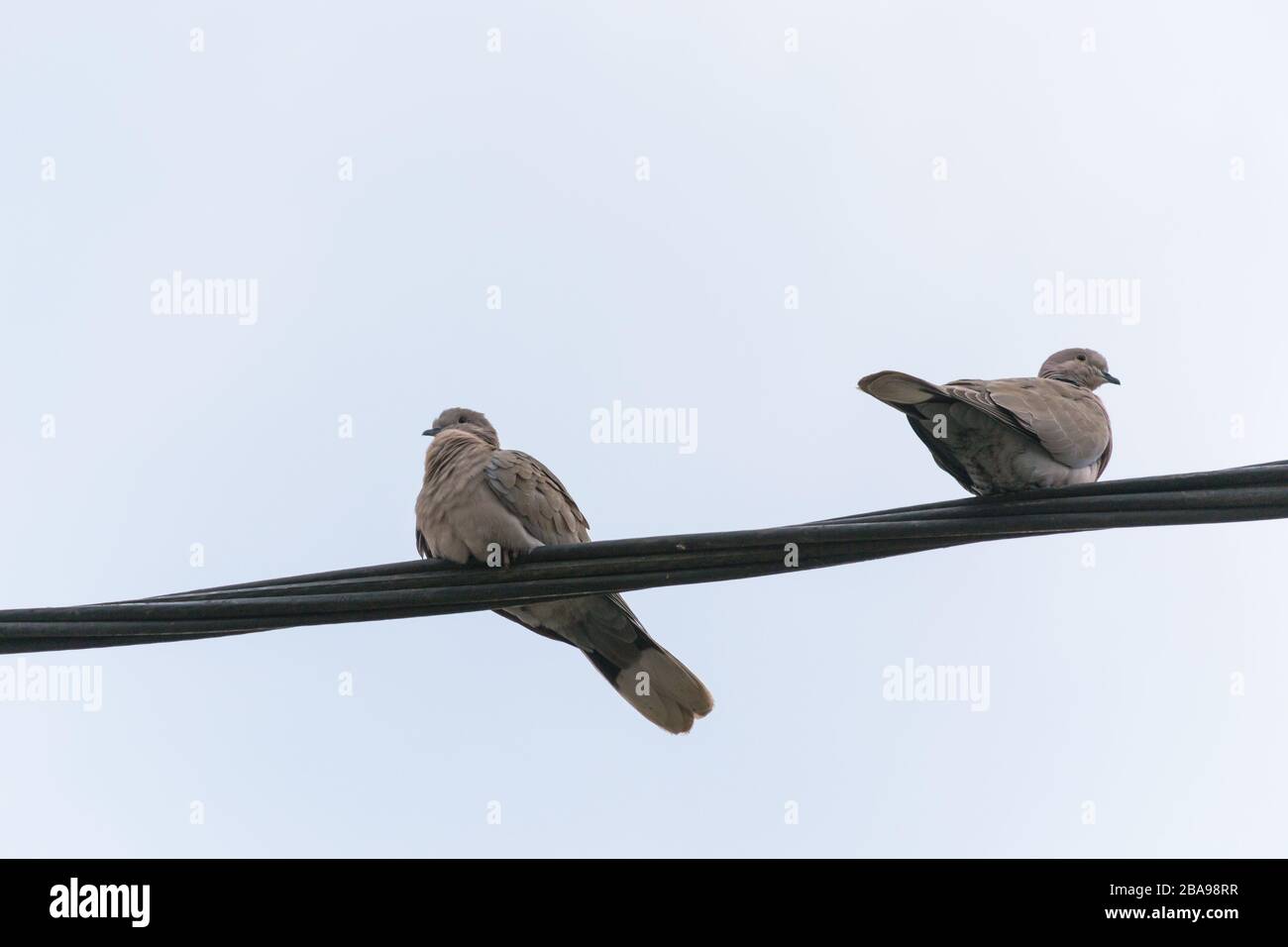 Social distance animals hi-res stock photography and images - Alamy