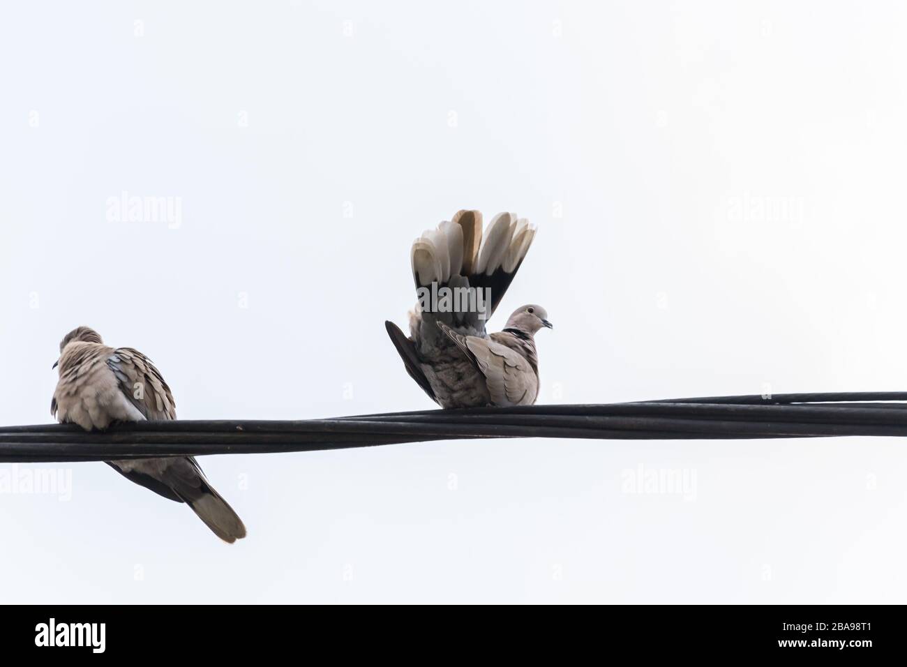 two pigeons on electric cable keeping social distance Stock Photo - Alamy