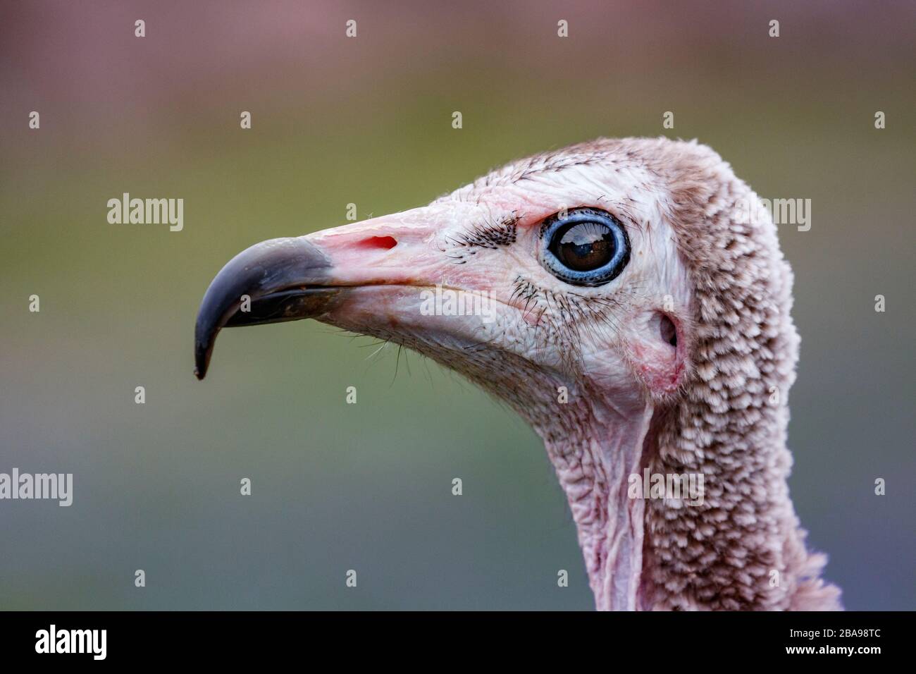 Vulture eye hi-res stock photography and images - Alamy